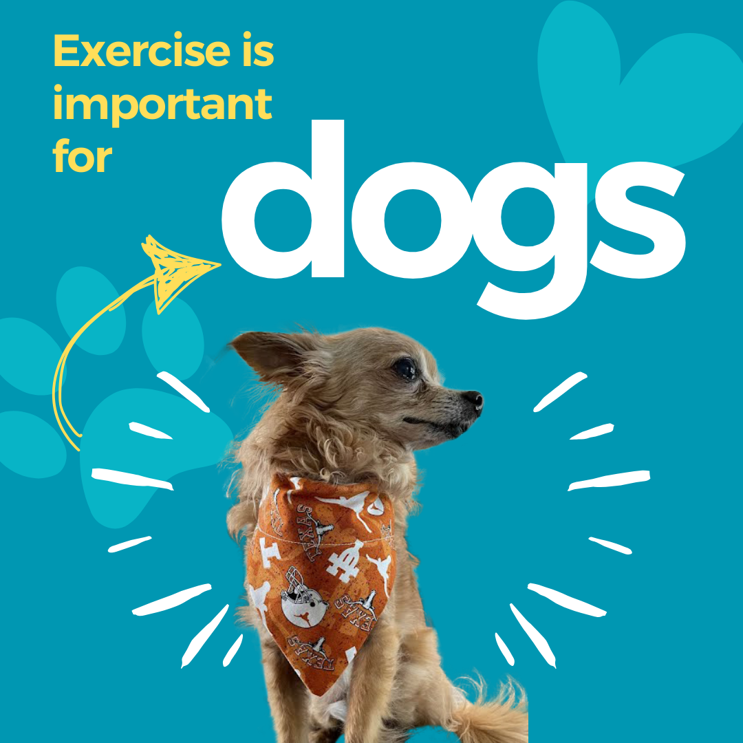 The Importance of Exercise for Your Dog: A Guide – PucciPOOCHIE™